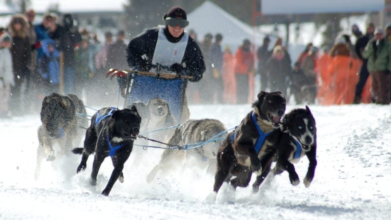 Colorado Dog Sledding | Winter dog sled tours in CO - Uncover Colorado