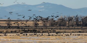 Rio Grande County, Colorado| Map and Towns - Uncover Colorado