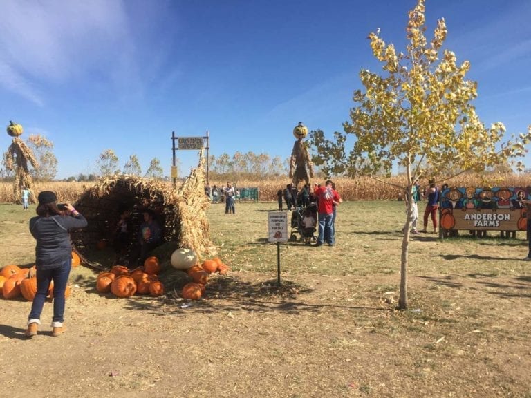 Lost in the Corn Maze at Anderson Farms - Erie, CO - Uncover Colorado