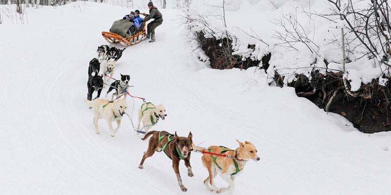 Colorado Dog Sledding | List + Map - Uncover Colorado