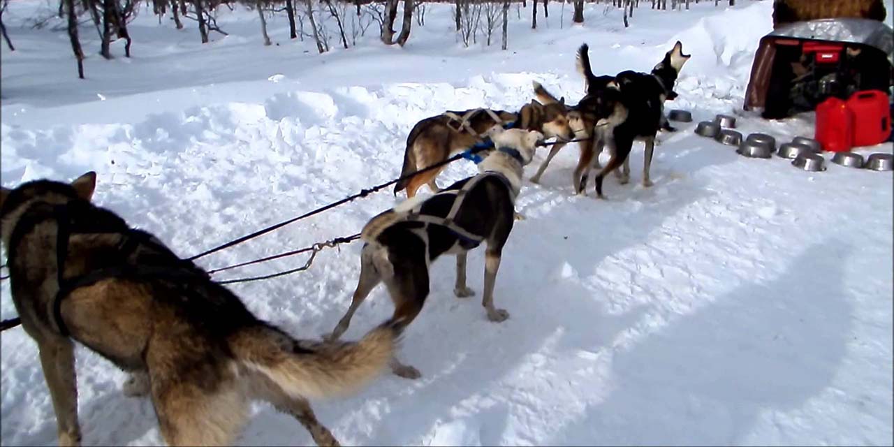 Mountain Musher - Bond, CO | Dog sledding tours near Eagle, CO ...