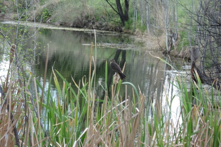 Two Ponds National Wildlife Refuge - Arvada, CO - Uncover Colorado
