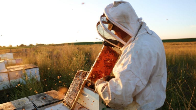 Local Hive Honey - Greeley, CO | Raw, Unfiltered Honey - Uncover Colorado