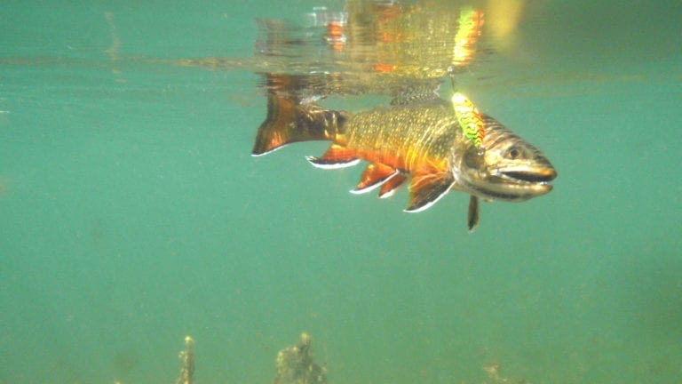 Colorado Fishing & Fly-Fishing | Licenses, Reports, Regulations and Guides