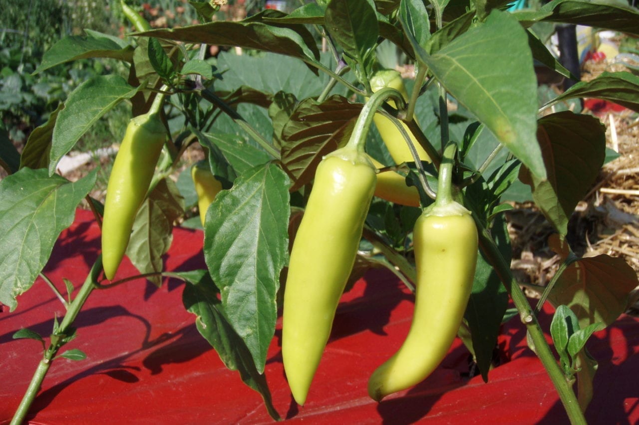How to Grow a Colorado Vegetable Garden at High Elevation - Uncover ...