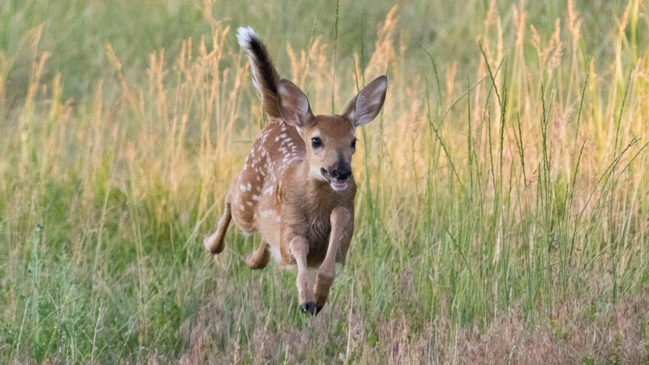 Colorado Wildlife – Animal and Plant Species, Rescues, Sanctuaries and ...