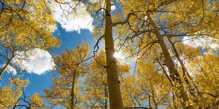 3 Reasons to Seek Gold at Boreas Pass this Autumn | Fall Colors on ...