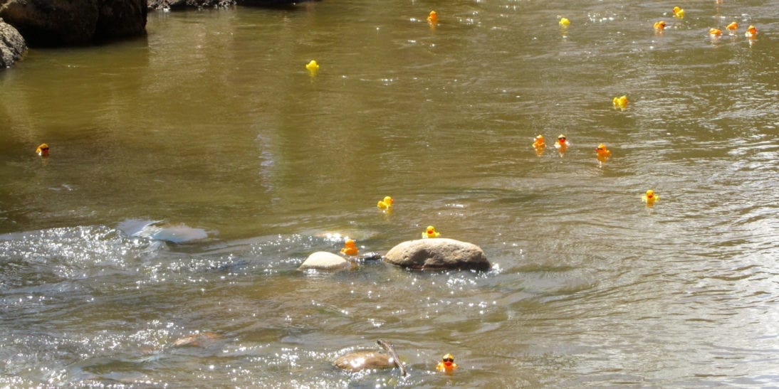 Estes Park Rotary Duck Race Festival | May - Uncover Colorado