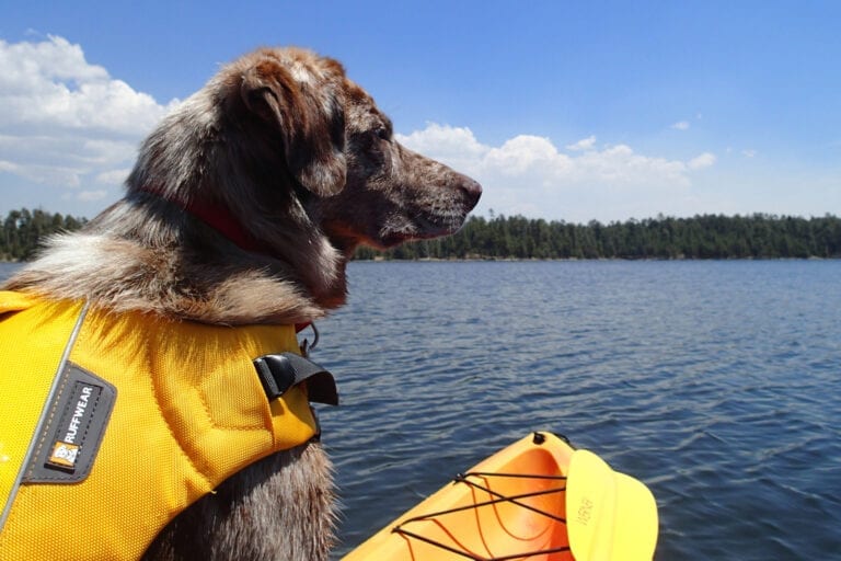 How To Kayak With Your Dog This Season | Tips for Kayaking with a Dog ...