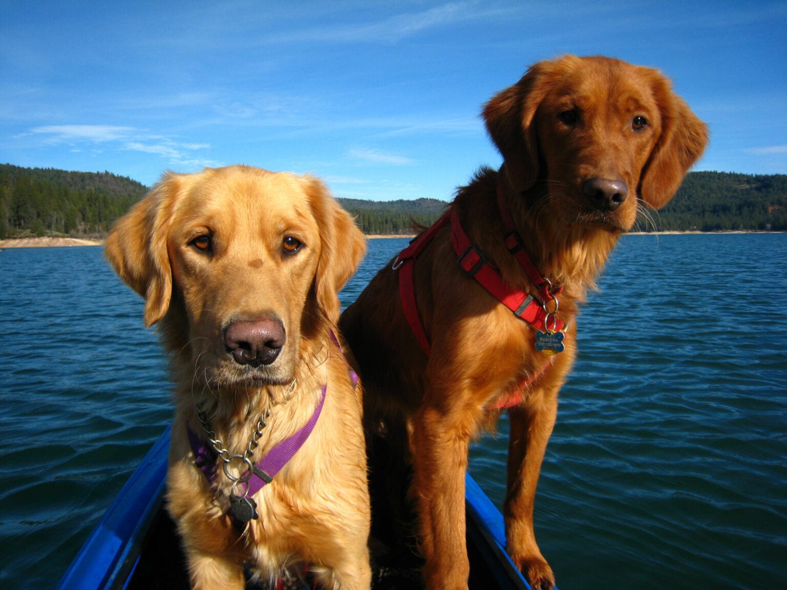 How To Kayak With Your Dog This Season | Tips for Kayaking with a Dog ...