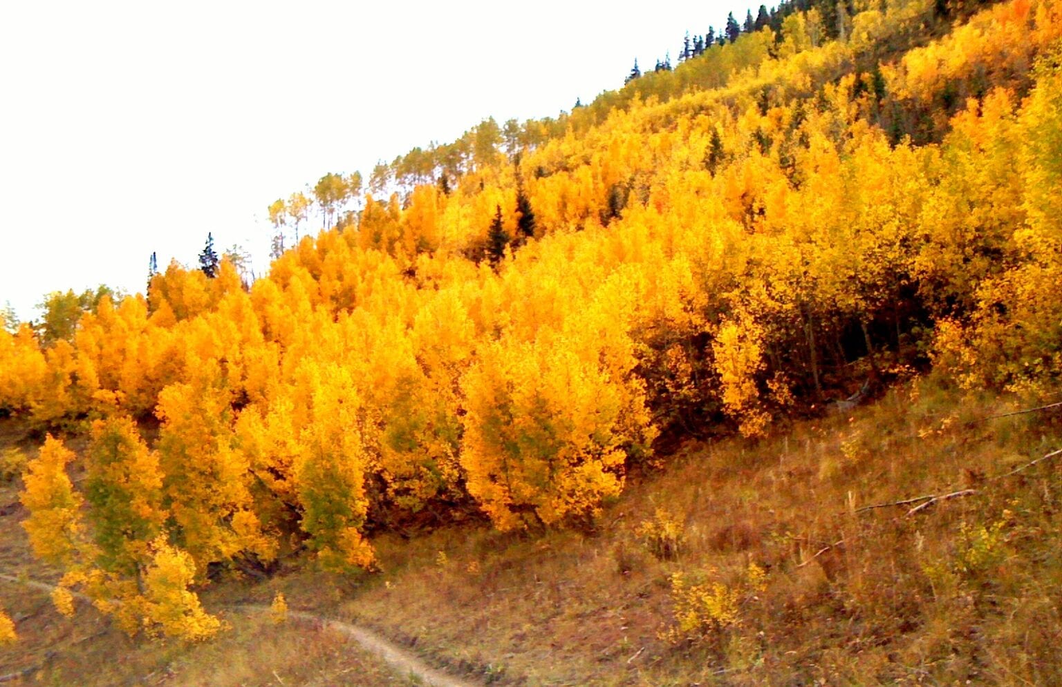 7 Heavenly Hikes around Crested Butte, Colorado - Uncover Colorado