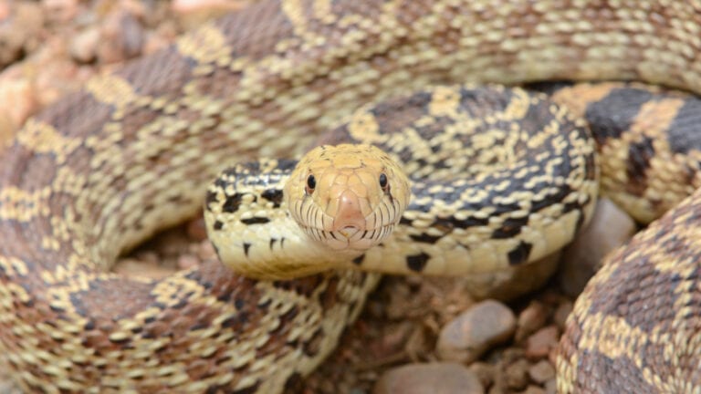 Colorado’s Snakes: What, When & Where | Common Poisonous and Non ...