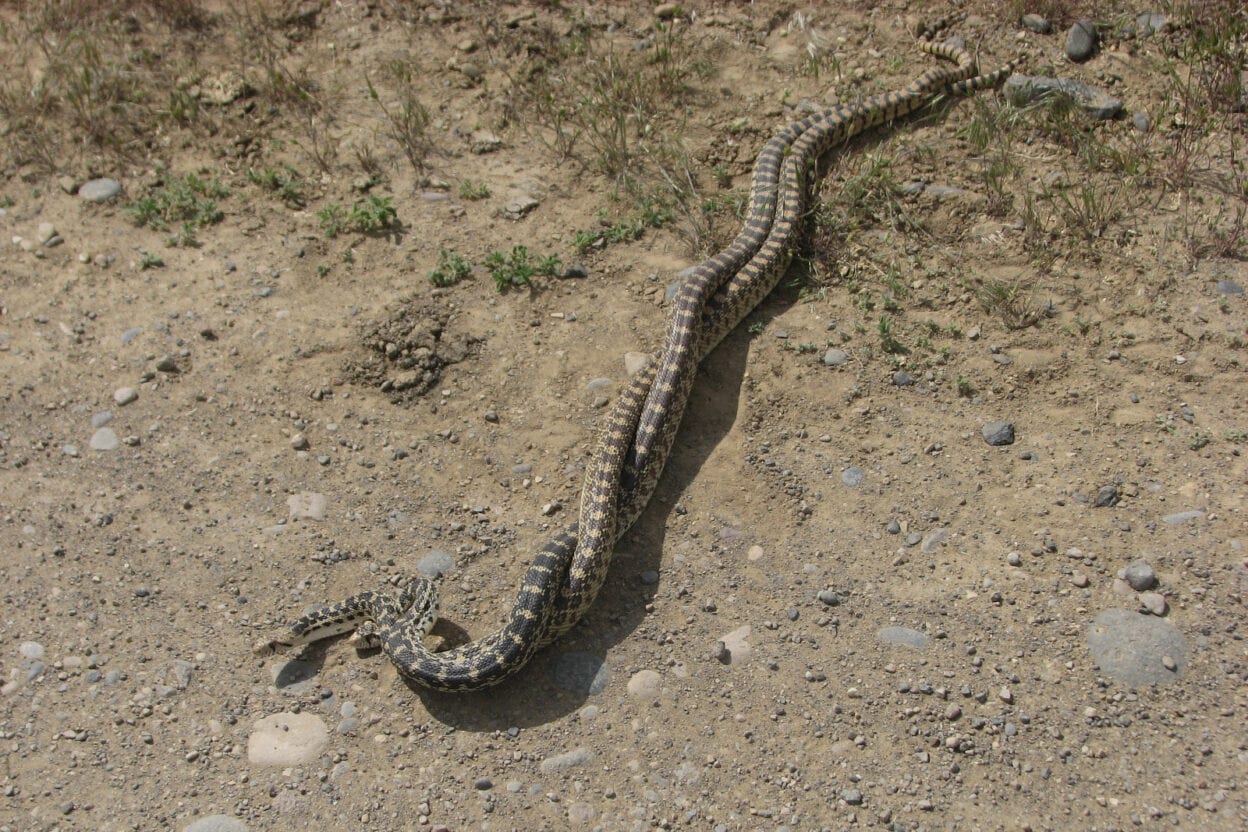 Colorado’s Snakes: What, When & Where | Common Poisonous and Non ...