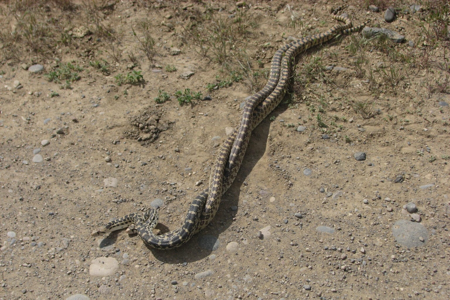Colorado’s Snakes: What, When & Where | Common Poisonous and Non ...