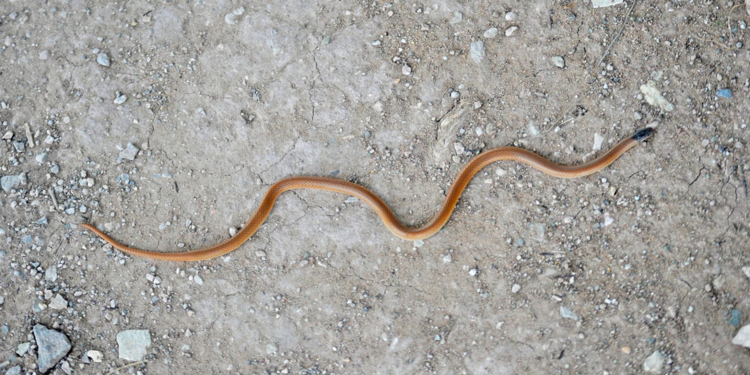 Colorado’s Snakes: What, When & Where | Common Poisonous and Non ...