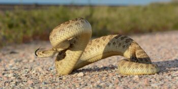 Colorado’s Snakes: What, When & Where | Common Poisonous and Non ...