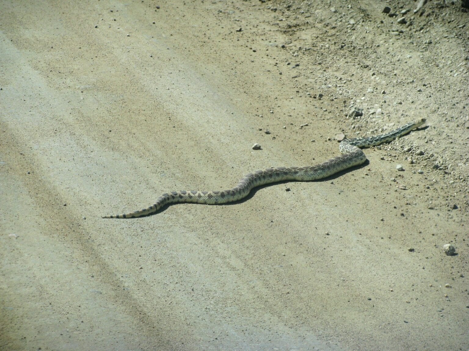 Colorado’s Snakes: What, When & Where | Common Poisonous and Non ...