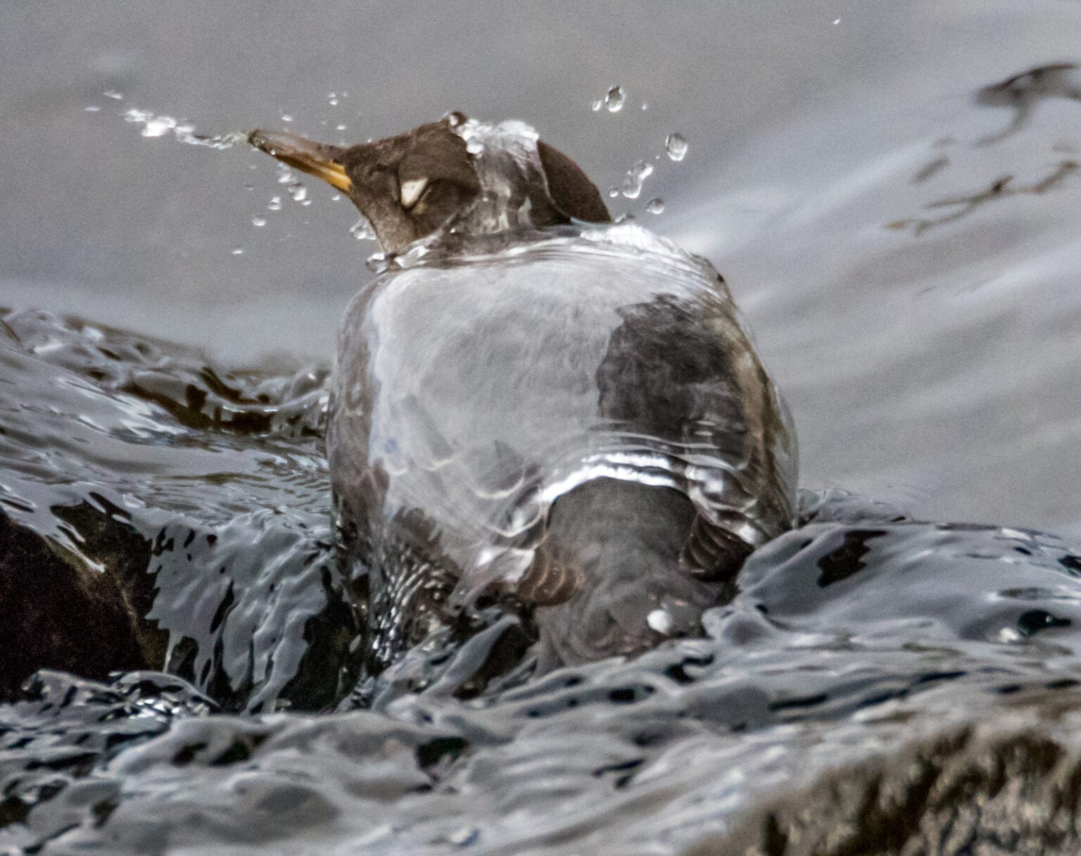10 Majestic Birds of Colorado | Common Native Birds in State of CO ...