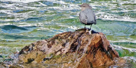 10 Majestic Birds of Colorado | Common Native Birds in State of CO ... 10 Majestic Birds of Colorado | Common Native Birds in State of CO ...