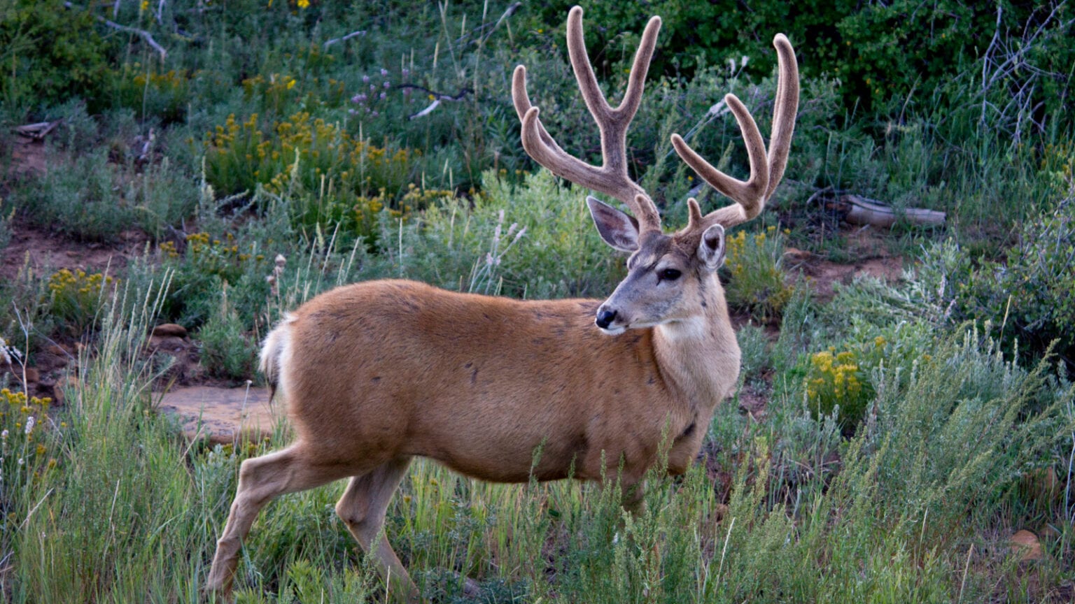 Big Game Hunting Seasons and Draws in Colorado | 2019 Season Dates in ...
