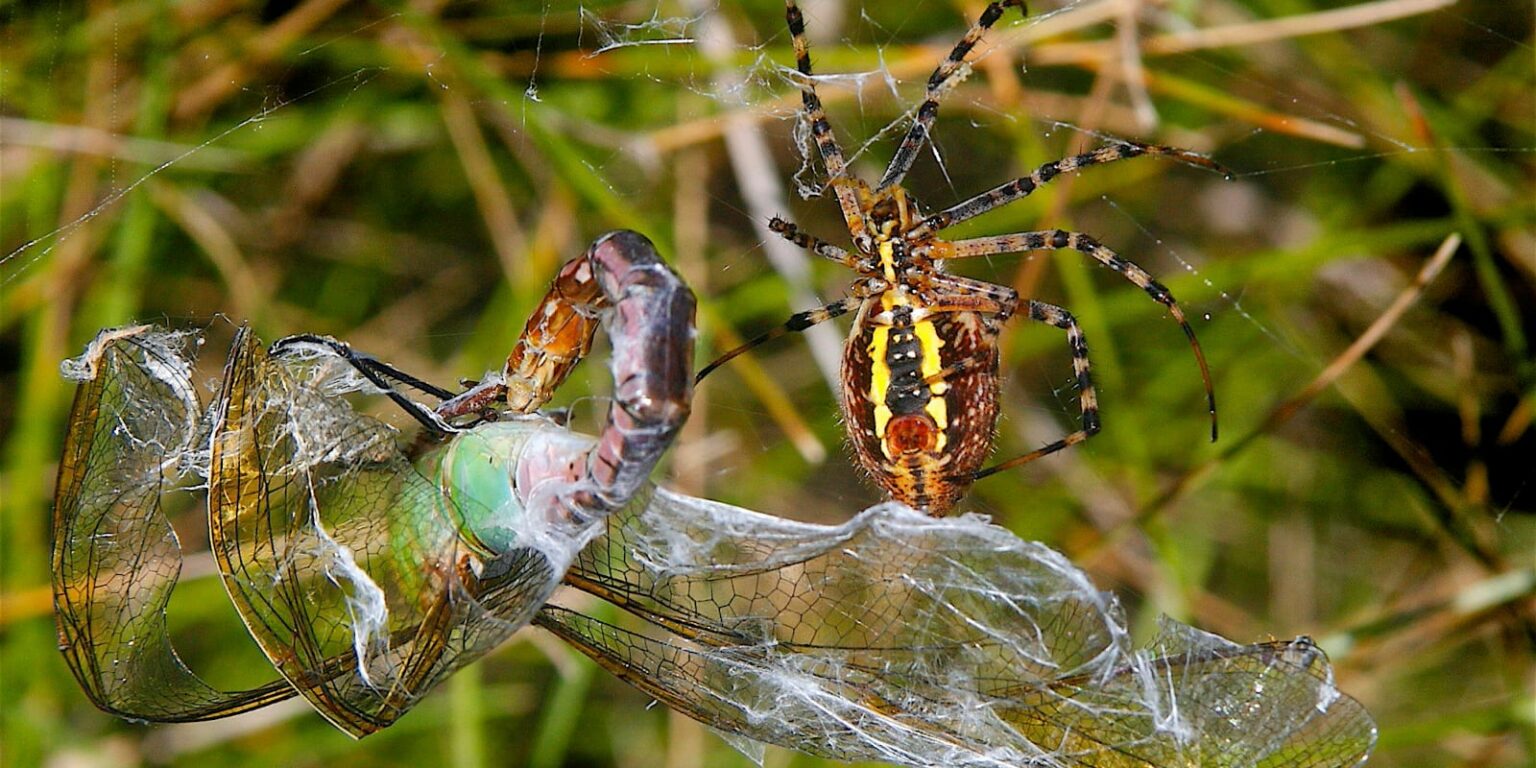 Common Spiders to Watch for In Colorado | Poisonous and Non-Venomous ...