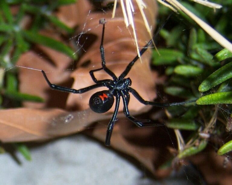 Common Spiders to Watch for In Colorado | Poisonous and Non-Venomous ...