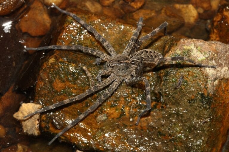 Common Spiders to Watch for In Colorado | Poisonous and Non-Venomous ...