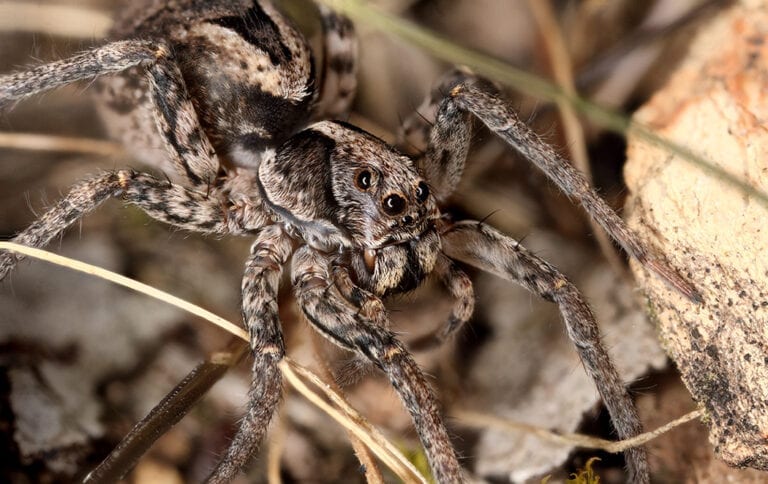Common Spiders to Watch for In Colorado | Poisonous and Non-Venomous ...