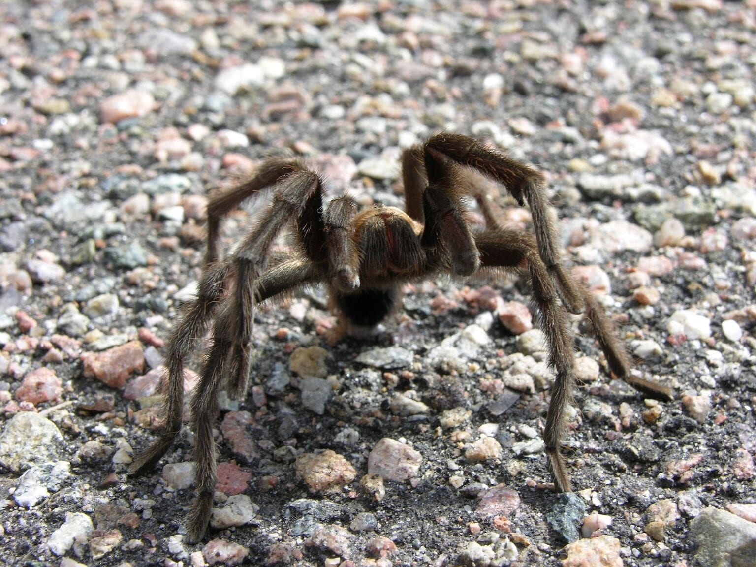 Common Spiders to Watch for In Colorado | Poisonous and Non-Venomous ...
