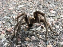 Common Spiders to Watch for In Colorado | Poisonous and Non-Venomous ...