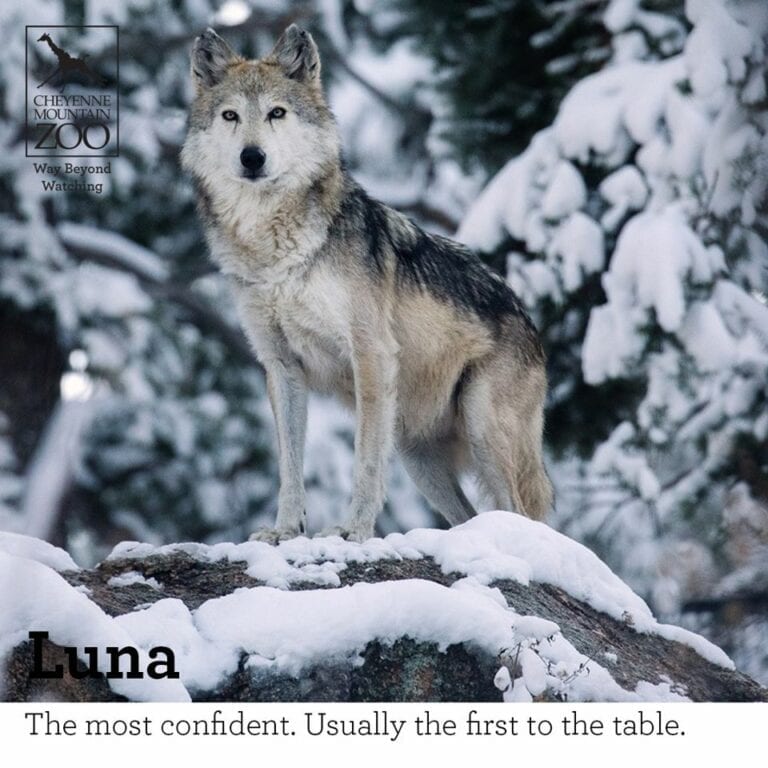 Are There Wild Wolves in Colorado? | History of Wolves in Rockies ...