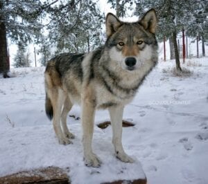 Are There Wild Wolves in Colorado? | History of Wolves in Rockies ...