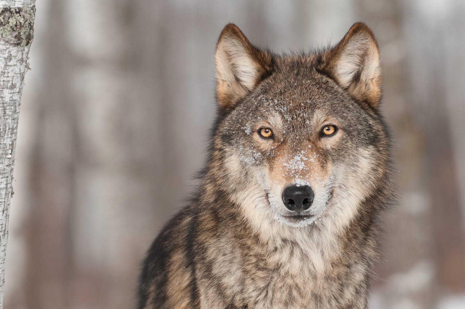 Are There Wild Wolves in Colorado? | History of Wolves in Rockies ...