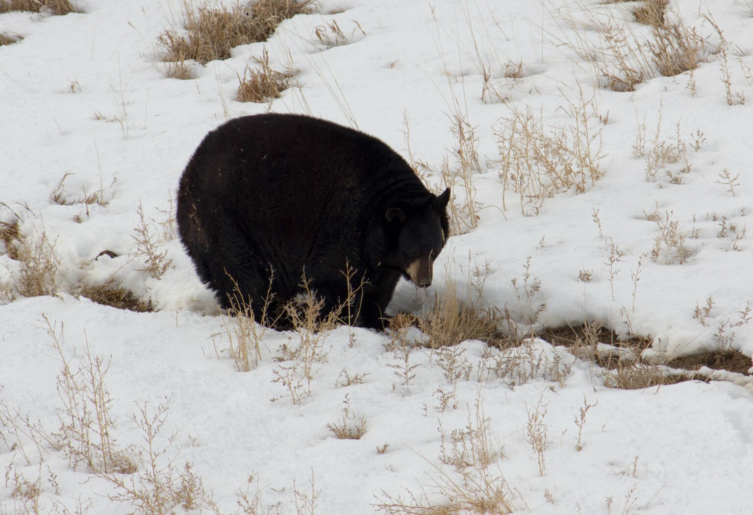 Native Wildlife Species in Colorado - Uncover Colorado