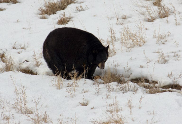 Native Wildlife Species in Colorado - Uncover Colorado