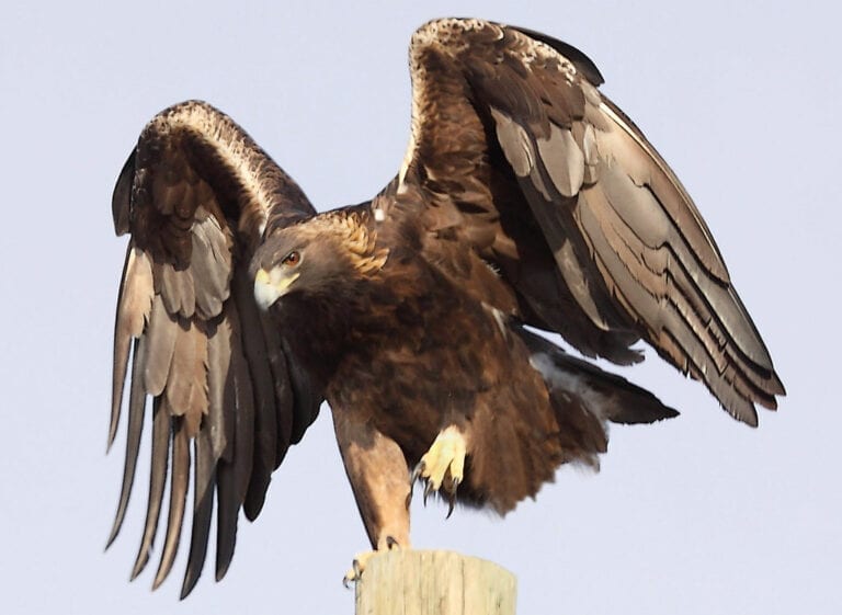 Native Wildlife Species in Colorado - Uncover Colorado