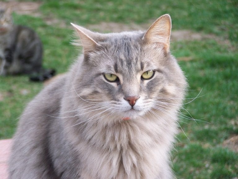 Learn Colorado’s Official State Symbols - Uncover Colorado