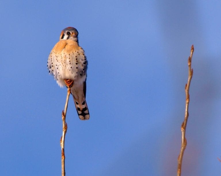 Fascinating Animals that live in Colorado - Uncover Colorado