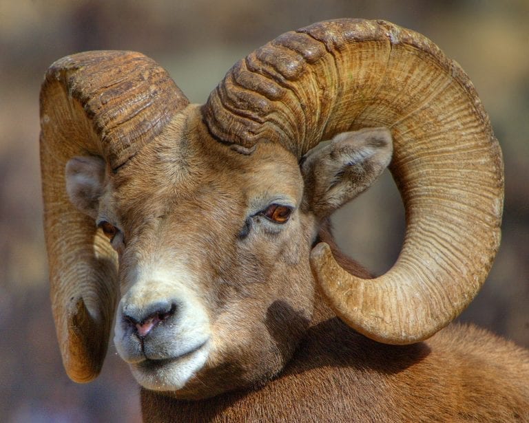 Fascinating Animals that live in Colorado - Uncover Colorado