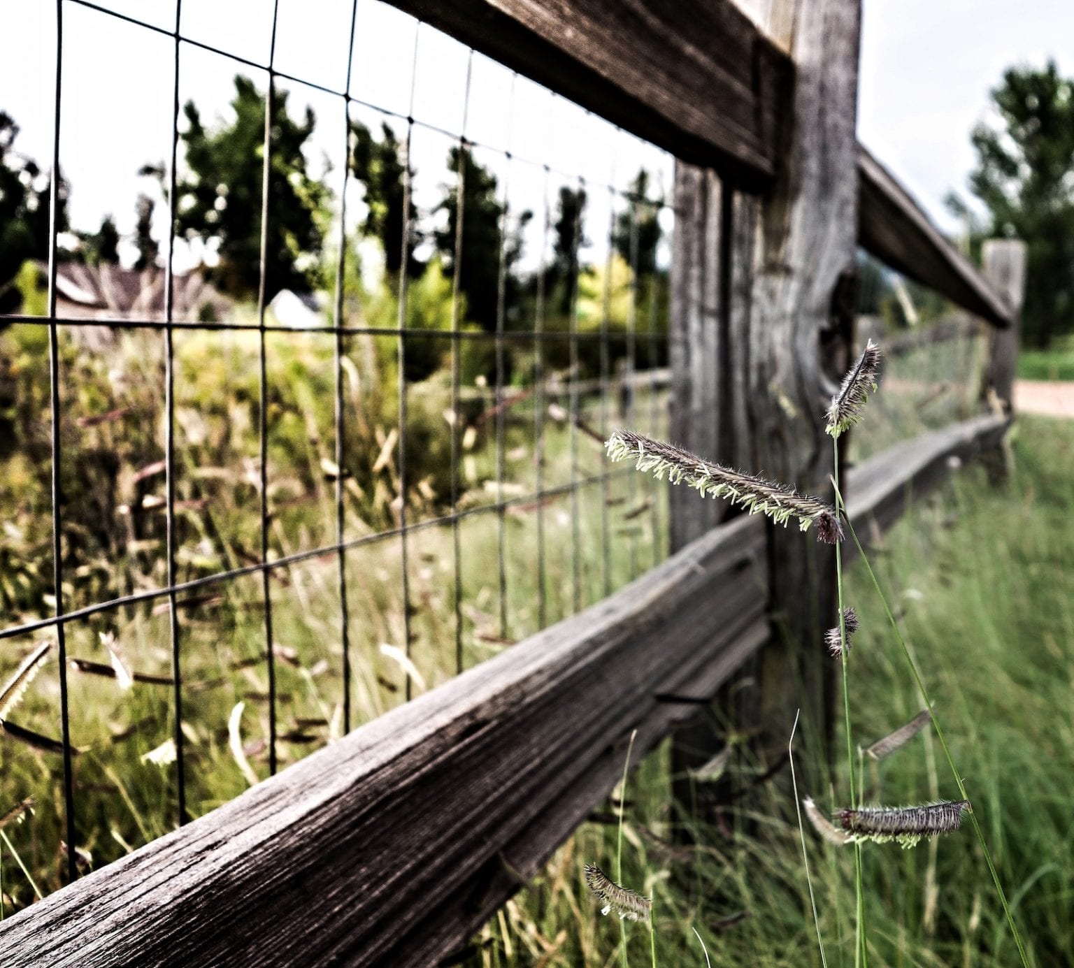 Learn Colorado’s Official State Symbols - Uncover Colorado