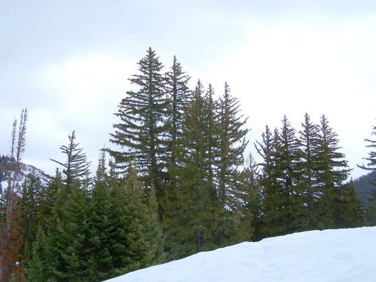 Learn Colorado’s Official State Symbols - Uncover Colorado