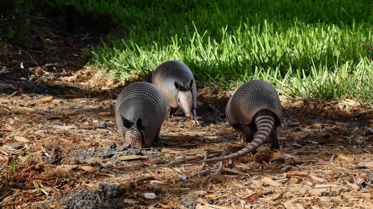 Fascinating Animals that live in Colorado - Uncover Colorado