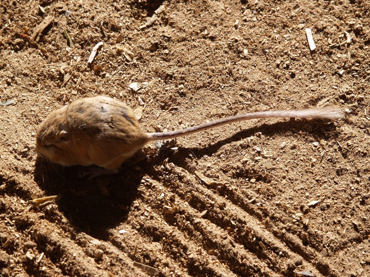 Fascinating Animals that live in Colorado - Uncover Colorado