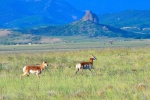 Fascinating Animals that live in Colorado - Uncover Colorado