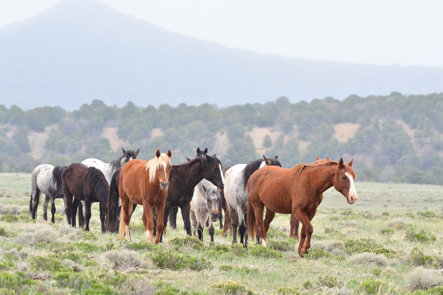 Fascinating Animals that live in Colorado - Uncover Colorado