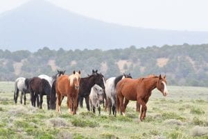 Fascinating Animals that live in Colorado - Uncover Colorado
