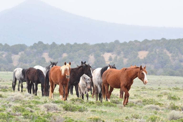 Fascinating Animals that live in Colorado - Uncover Colorado