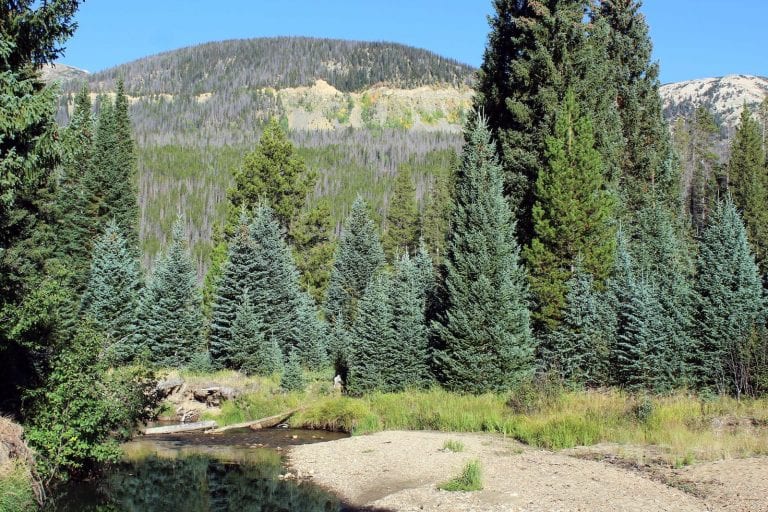 Evergreen Trees Native to Colorado - Uncover Colorado
