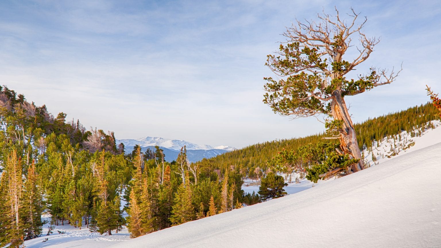 Evergreen Trees Native to Colorado - Uncover Colorado
