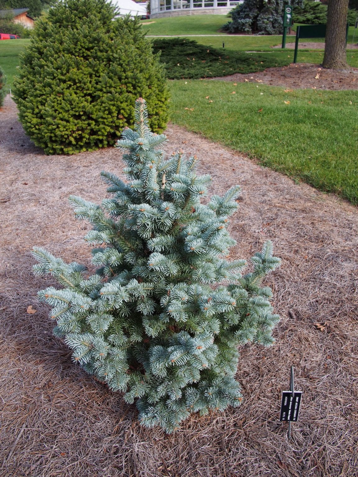 Evergreen Trees Native to Colorado - Uncover Colorado